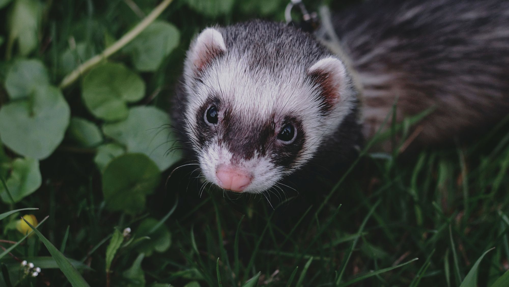 Sarah Maree - Tales of a Ferret Owner: Ferret Shoulder Training